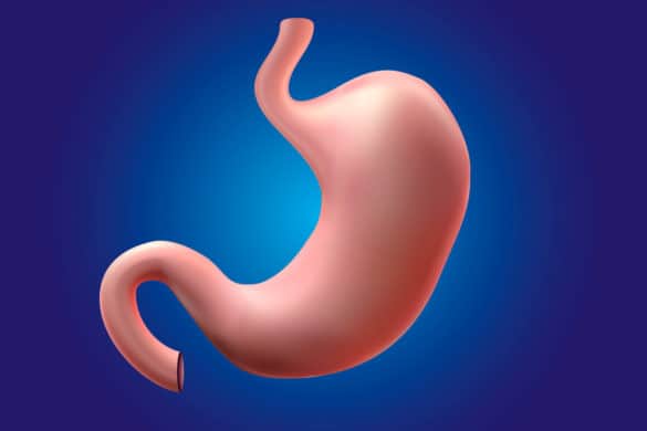 Bauchfell - Bauch.de