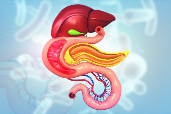 Der menschliche Magen - Bauch.de
