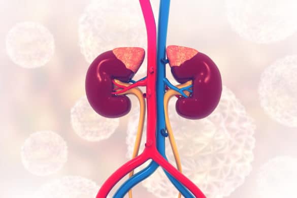 Bauchfell - Bauch.de