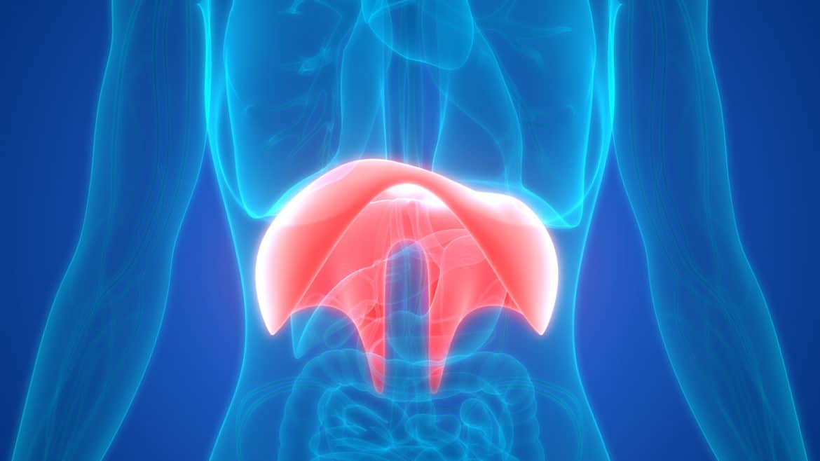 Zwerchfell - Bauch.de