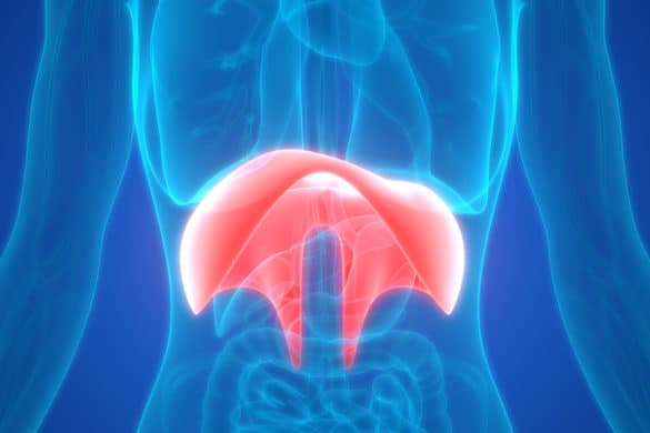 Bauchdecke / Bauchwand - Bauch.de