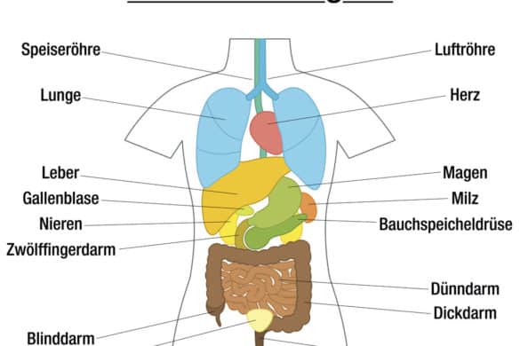 Organe im Bauch - Bauch.de