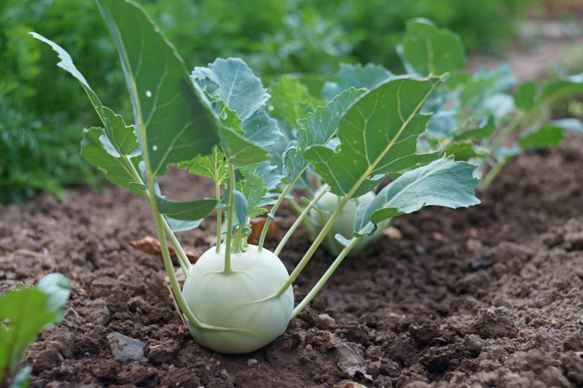 Superfood: Kohlrabi - Bauch.de